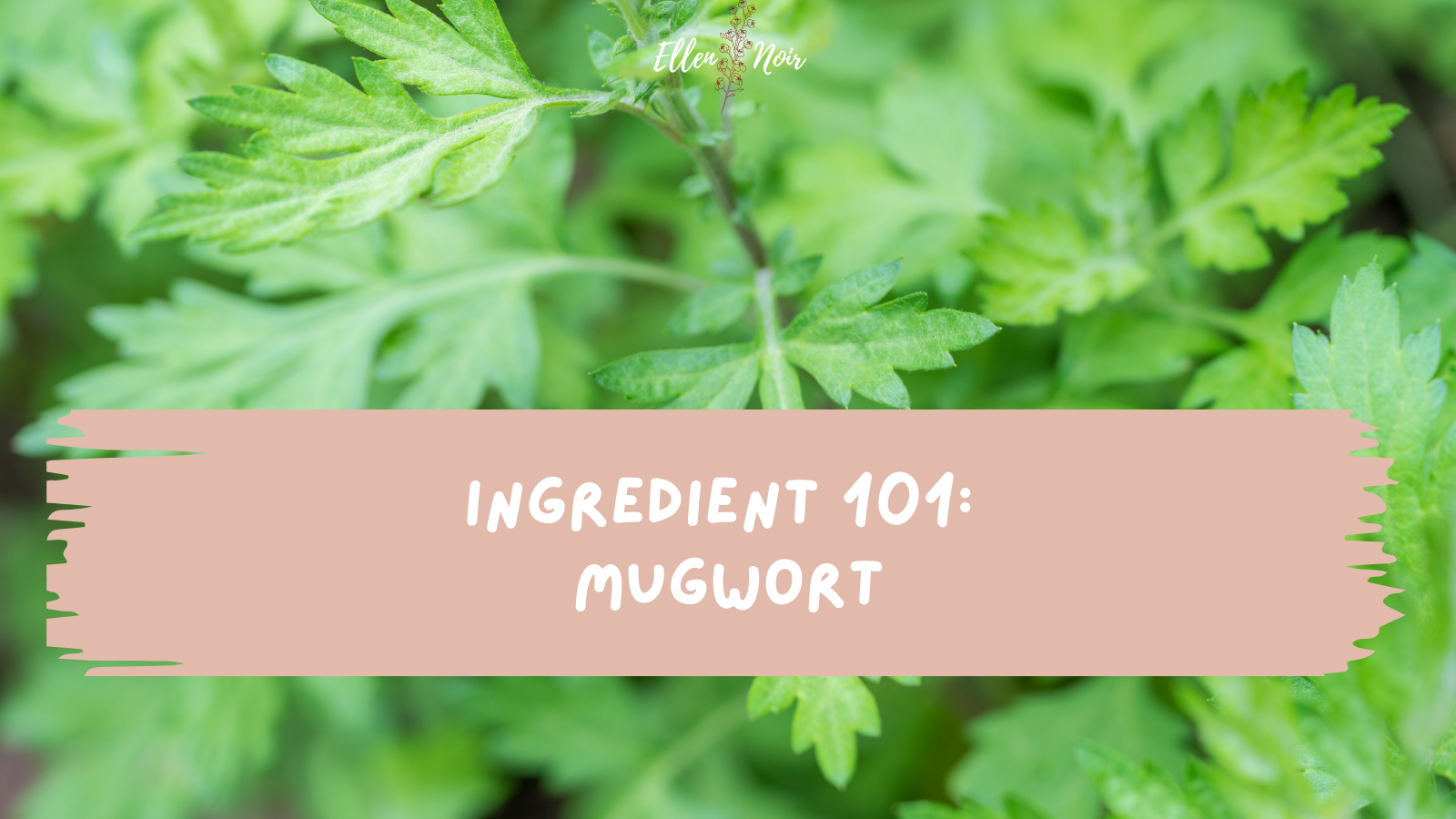 Ingredient 101: Mugwort | Skincare Ingredients | Ellen Noir
